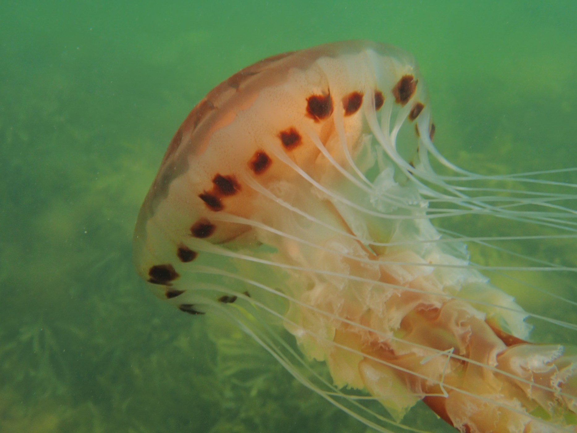 Research | Sea Synergy Marine Awareness Centre