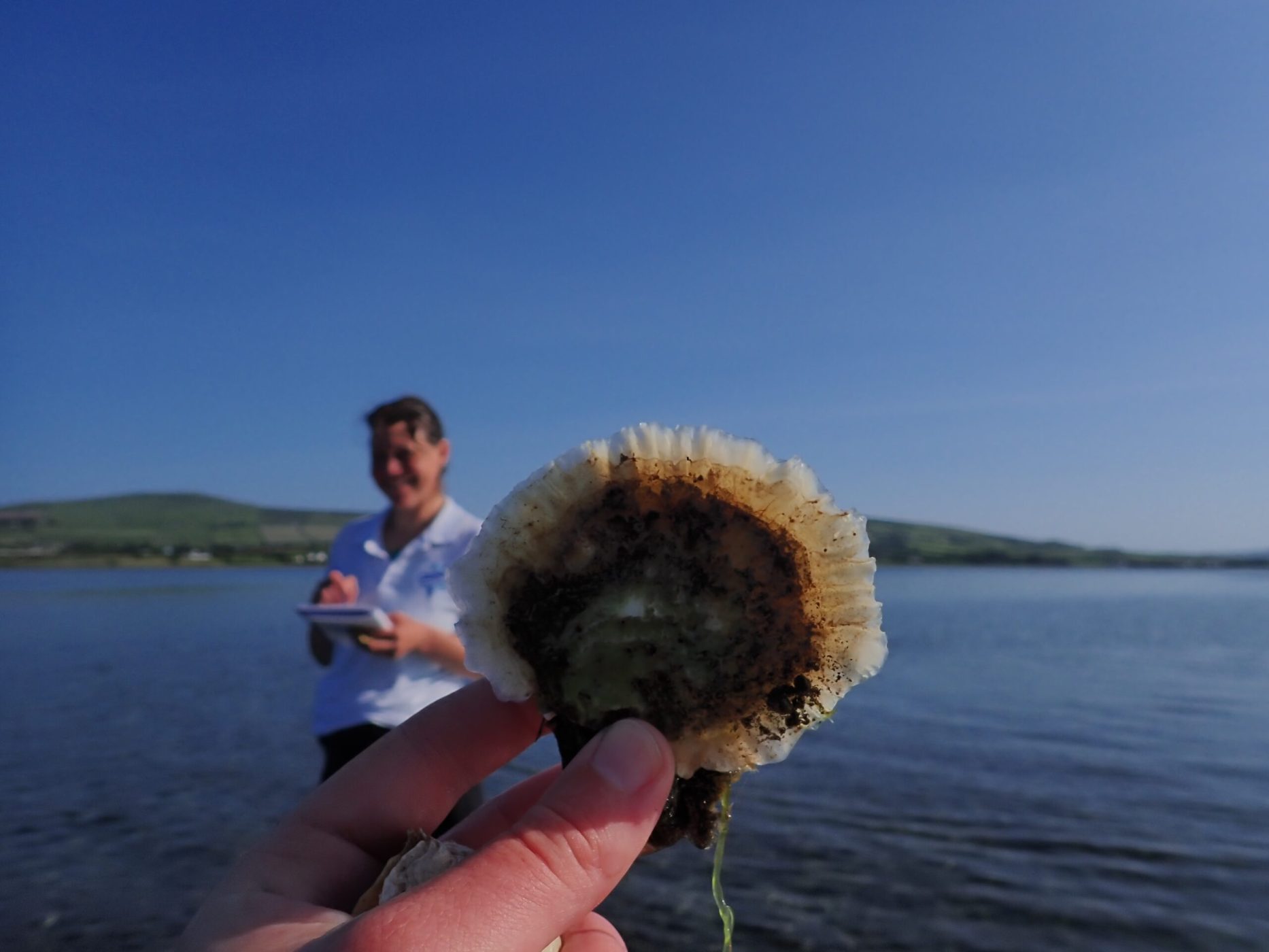 SSOP - Sea Synergy Oyster Project