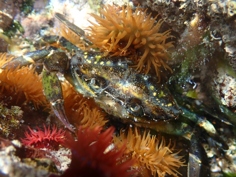 Research Reports | Sea Synergy