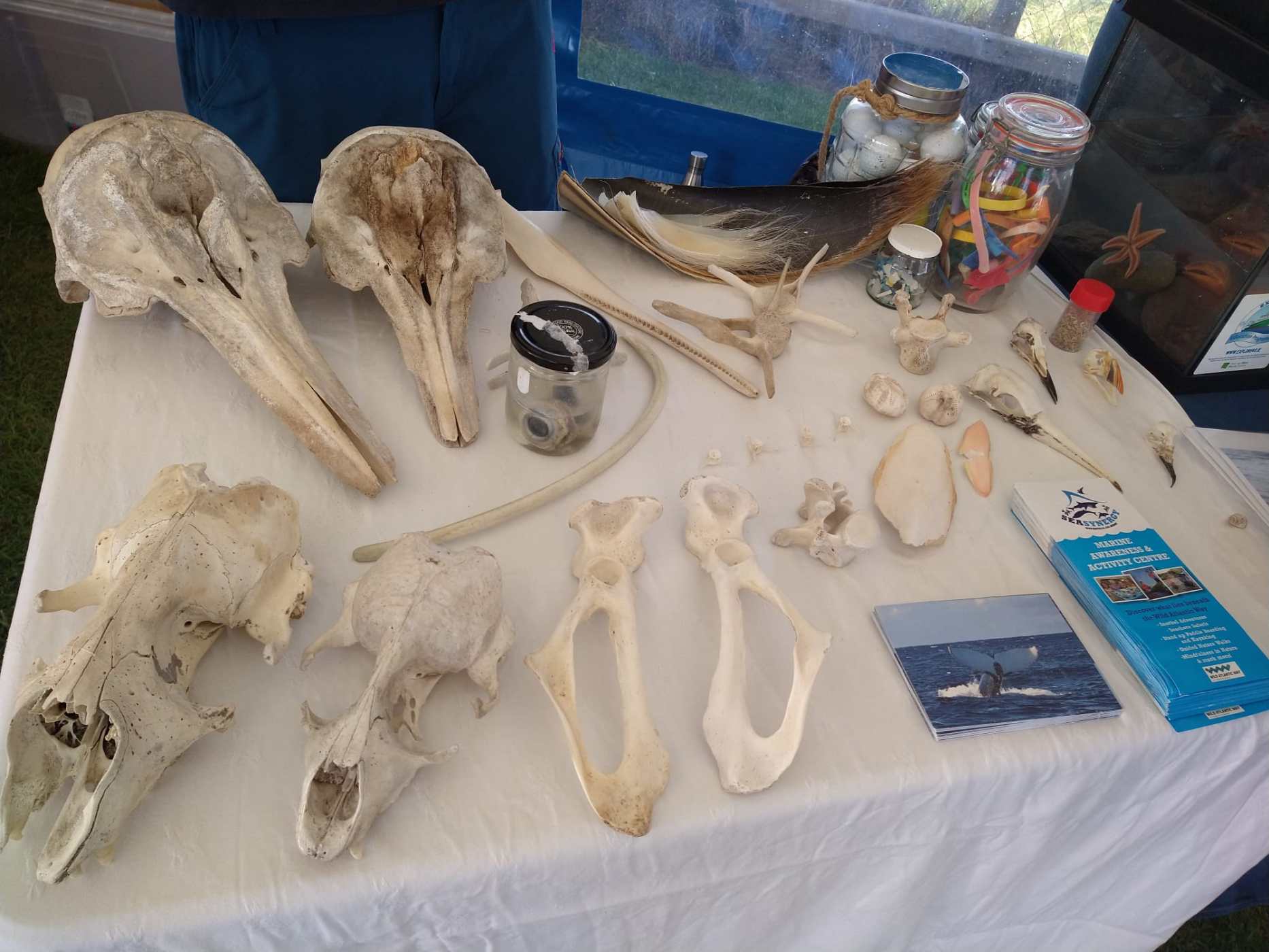 Primary Education | Sea Synergy Marine Awareness Centre