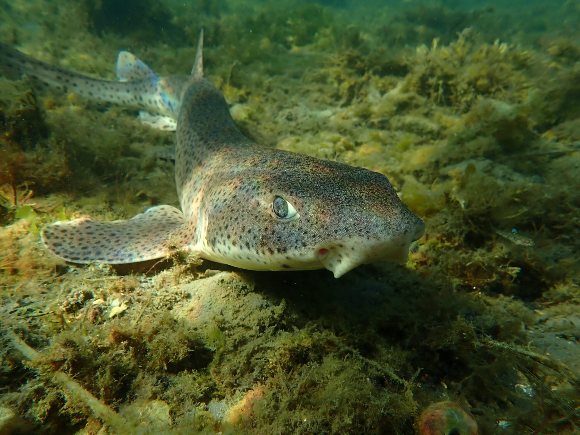 Citizen Science | Sea Synergy Marine Awareness Centre